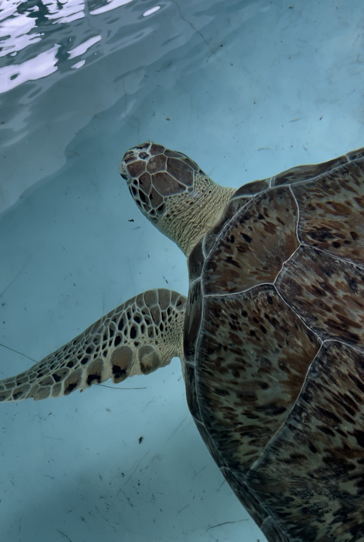 Public Sea Turtle Release - Inlet Beach | May 17 | SoWal Forum - South ...